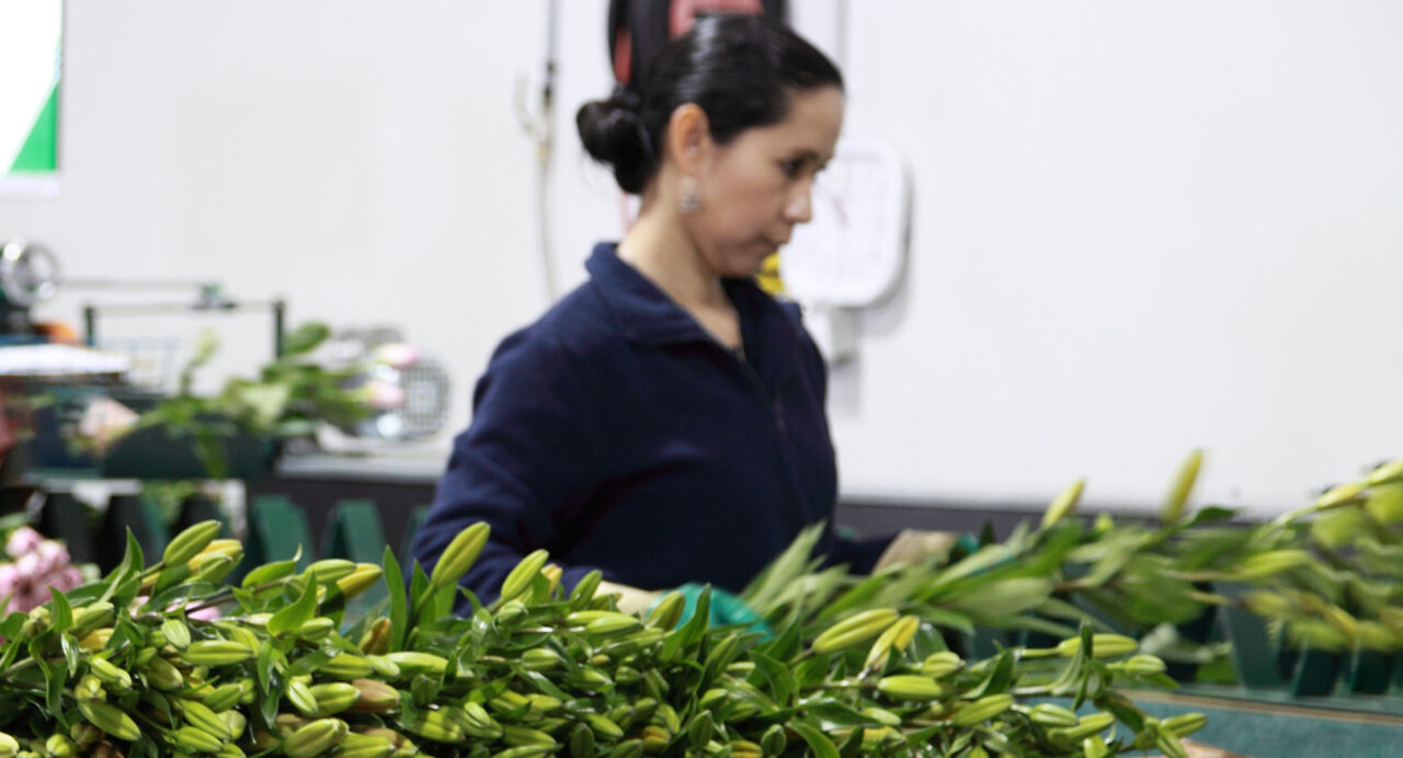 Tony's Flowers | Farming - Importing - Wholesale - Retail